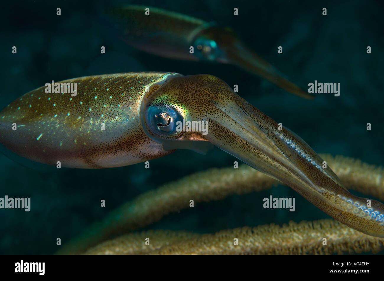 Caribbean Reef Squid (Sepioteuthis sepioidea) photographed in Palm ...