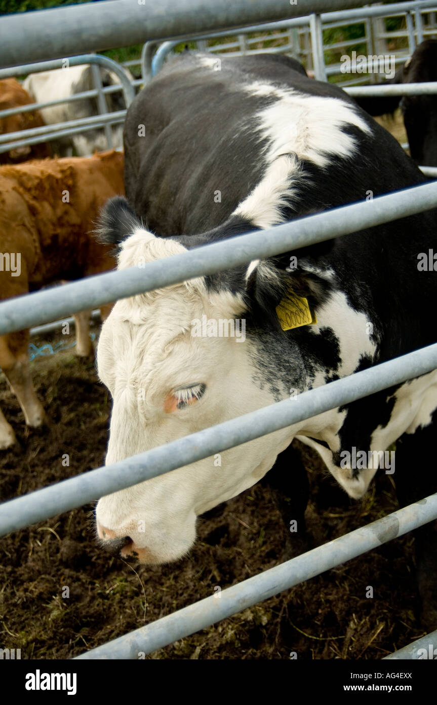 Cow pen hi-res stock photography and images - Alamy