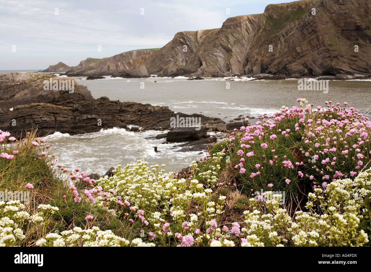 UK Devon Hartland Quay wild flowers on coastline at site of old harbour ...