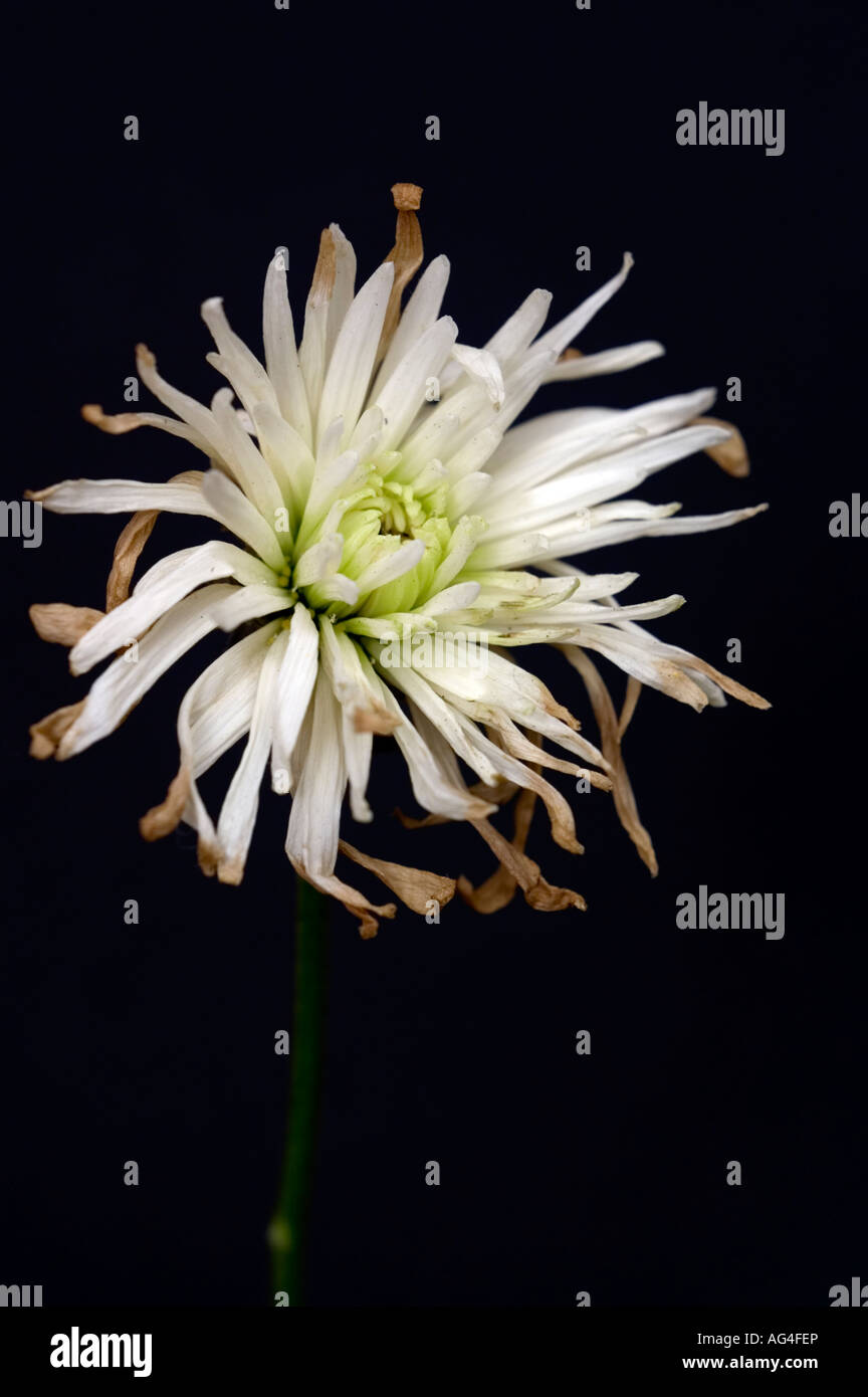 Death concept flower hi-res stock photography and images - Alamy
