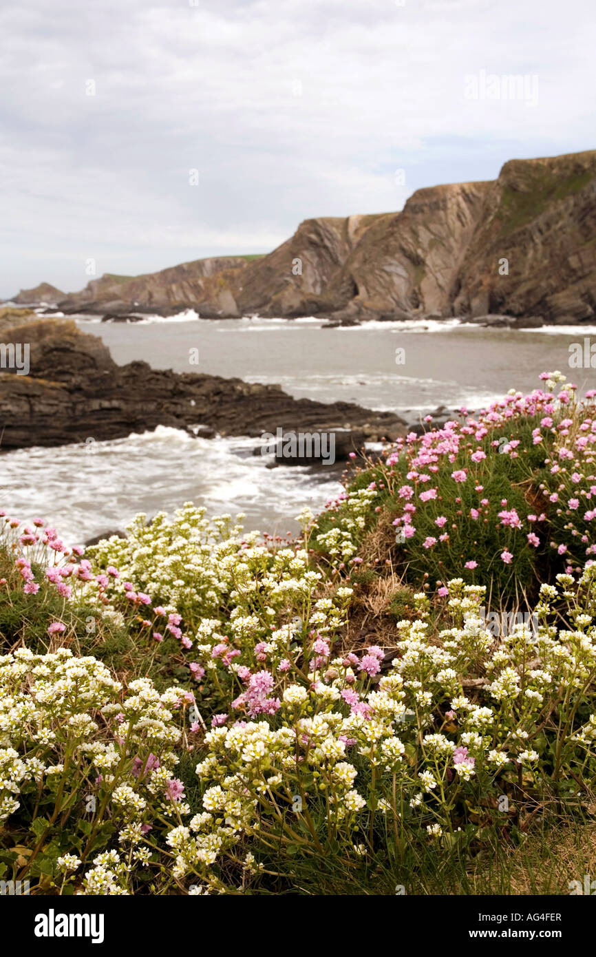 UK Devon Hartland Quay wild flowers on coastline at site of old harbour ...