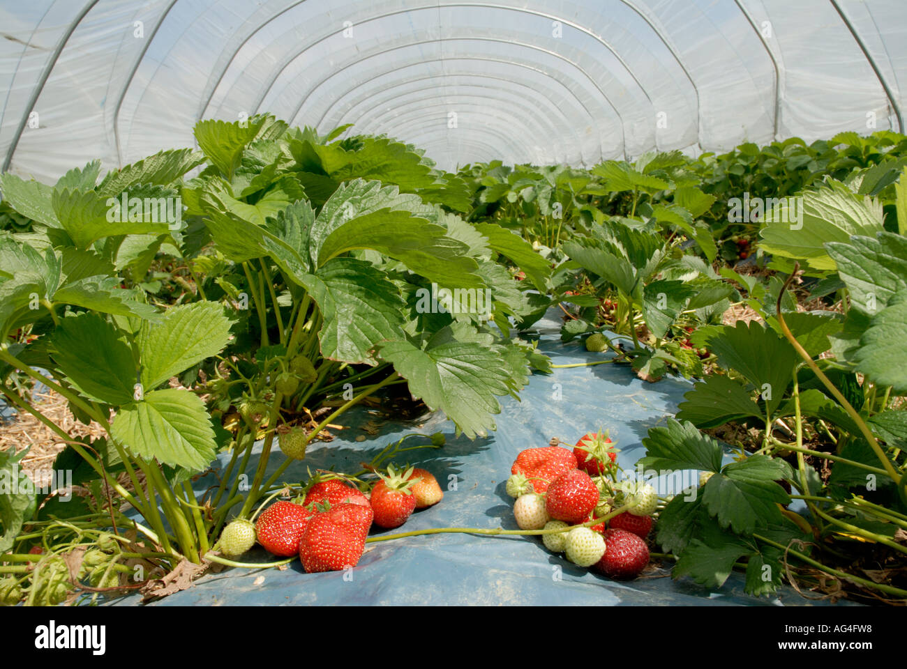 Strawberries growing inside polytunnel near Merriworth Tonbridge Kent ...