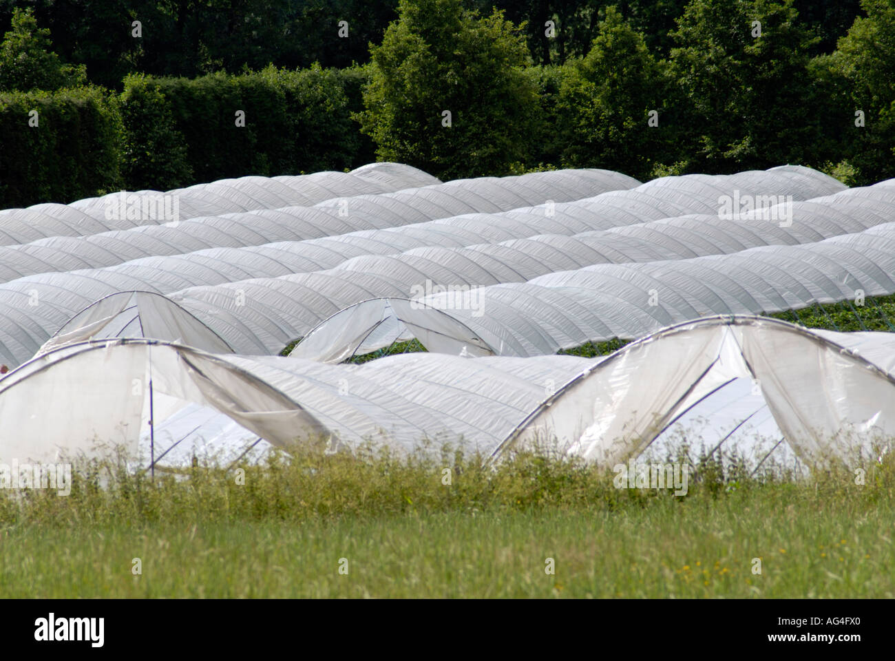 Strawberries growing inside polytunnels near Merriworth Tonbridge Kent ...