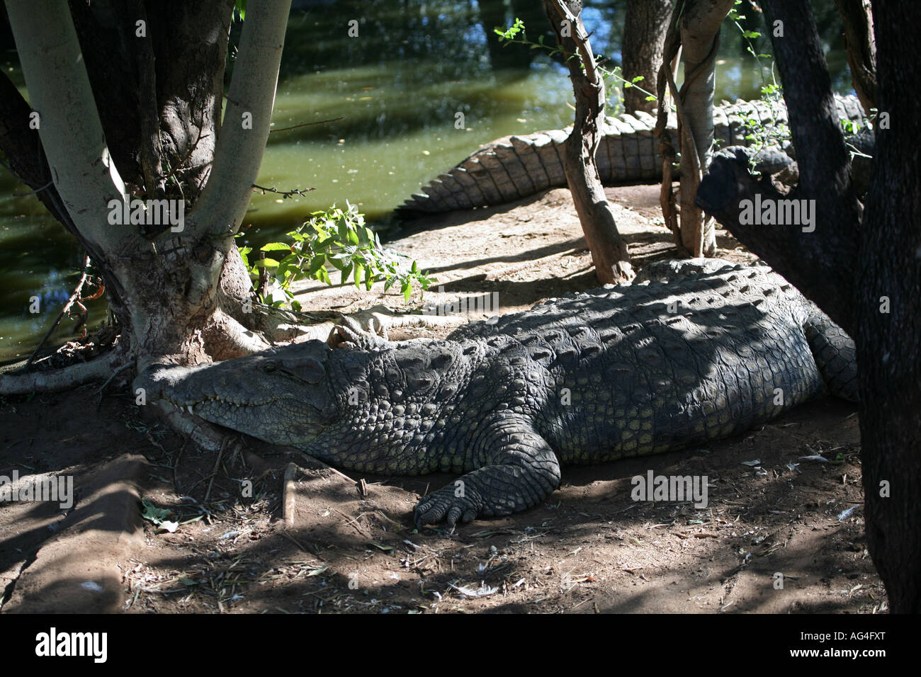 Crocodiles basking in sun Stock Photo - Alamy