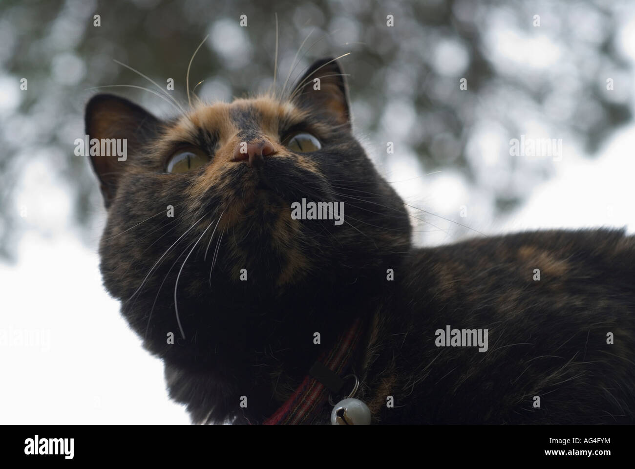 Cat from below hi-res stock photography and images - Alamy