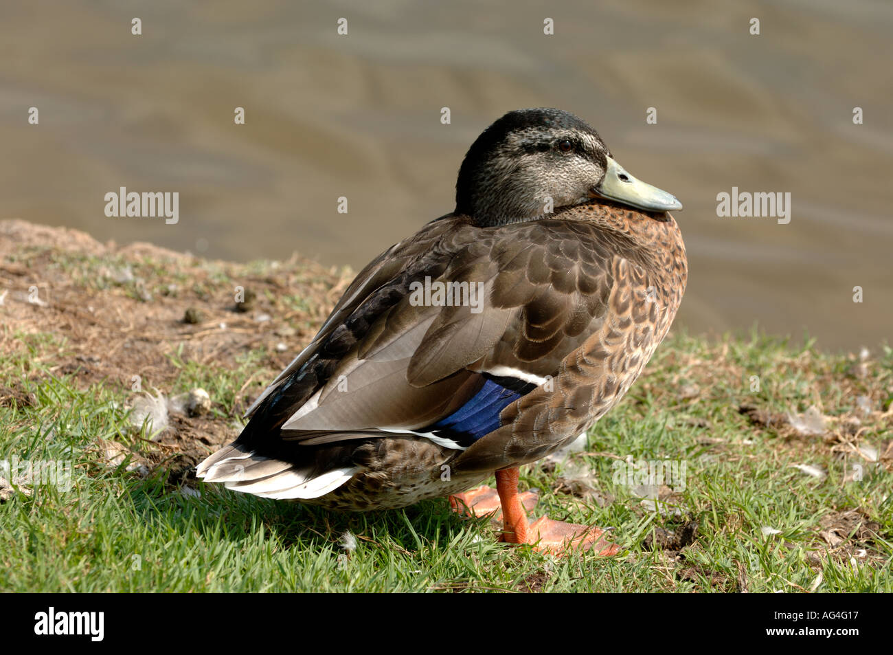 Female Mallard duck Stock Photo - Alamy