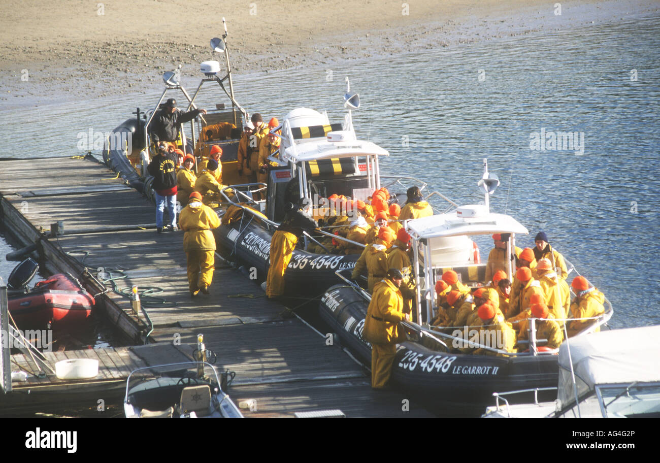 WHALEWATCHERS IN YELLOW OILSKINS AT TADOUSSAC, QUEBEC ON ST LAWRENCE ...