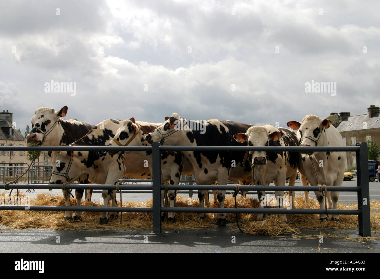 Normande cattle hi-res stock photography and images - Alamy