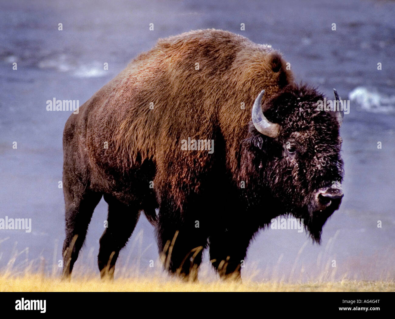 American buffalo, bison near Yellowstone River Stock Photo - Alamy