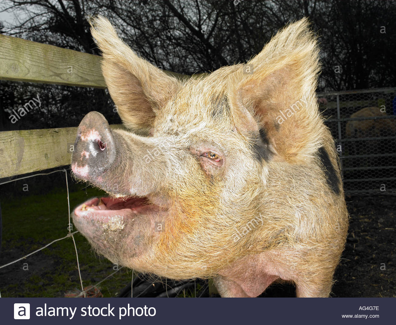 Ugly Pig Stock Photos & Ugly Pig Stock Images - Alamy