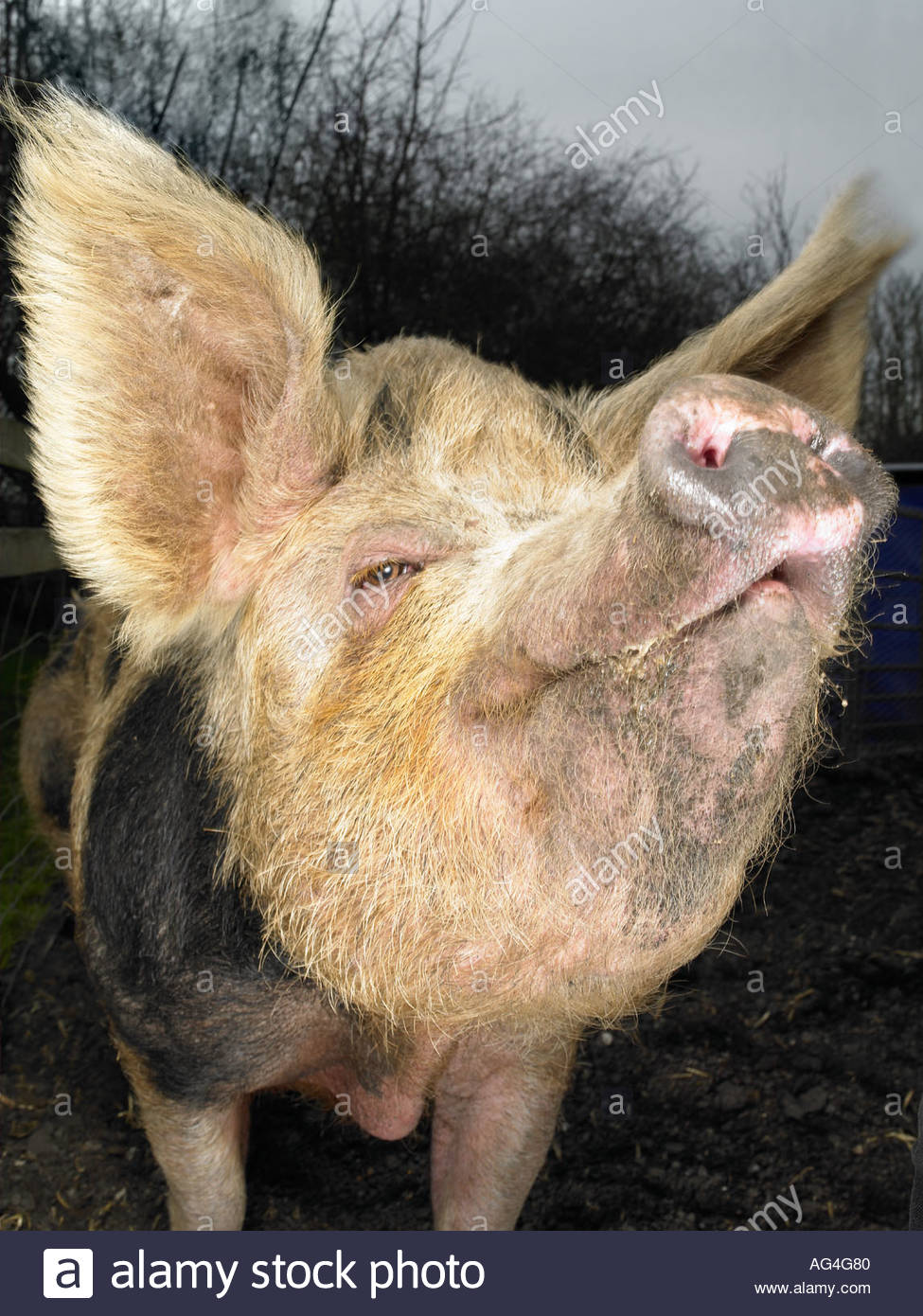 Pig Nose Stock Photos & Pig Nose Stock Images - Alamy