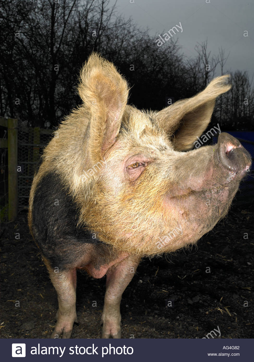 Ugly Pig Stock Photos & Ugly Pig Stock Images - Alamy