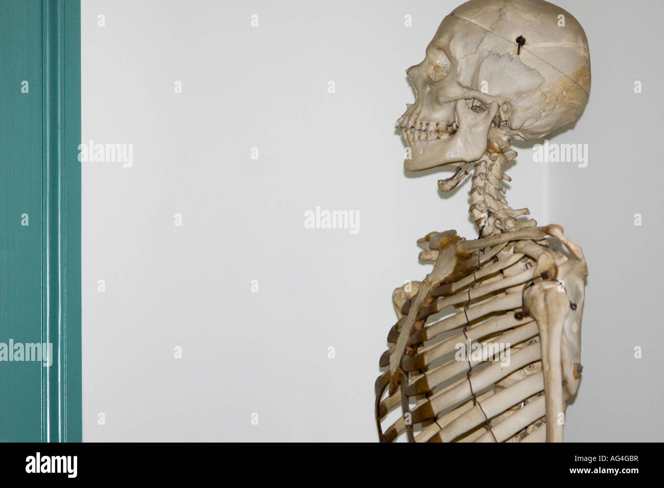 Skeleton Against a White Wall Stock Photo - Alamy