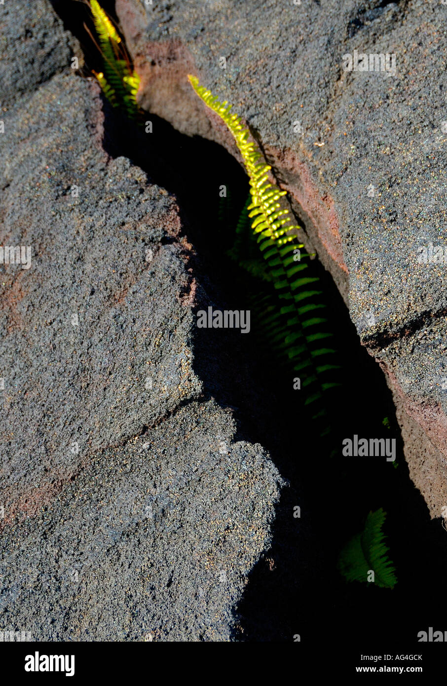 new vegetation in lava beds Stock Photo - Alamy
