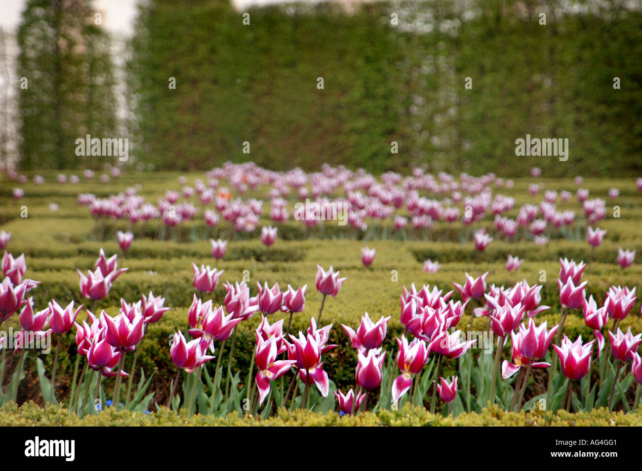 Prague tulip hi-res stock photography and images - Alamy