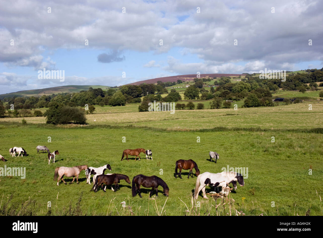 Countryside and horses around Colne and Foulridge Stock Photo - Alamy