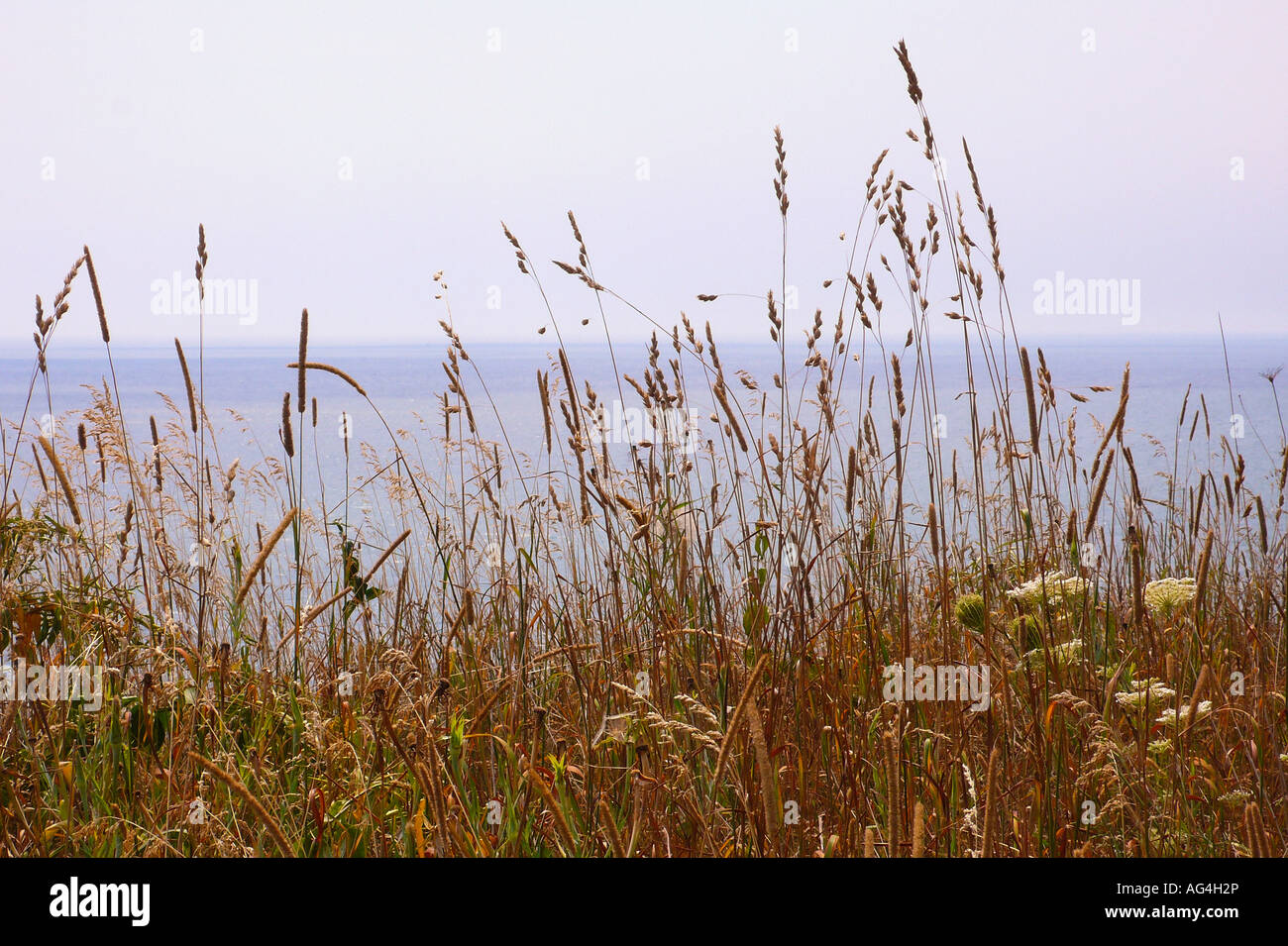 Summer grasses at the beach Stock Photo - Alamy
