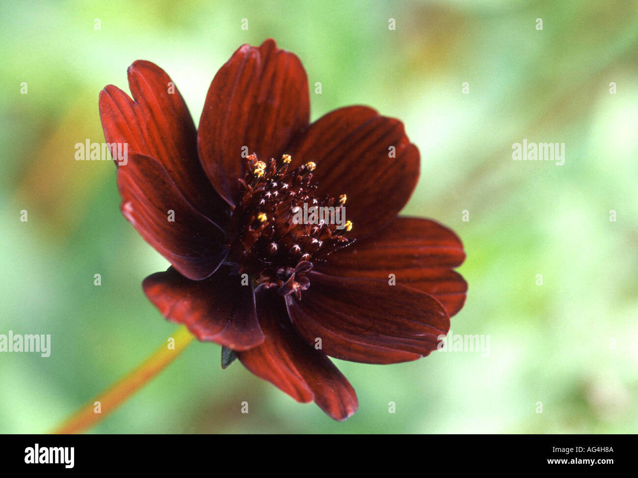 Chocolate Cosmos Cosmos atrosanguineus Stock Photo - Alamy
