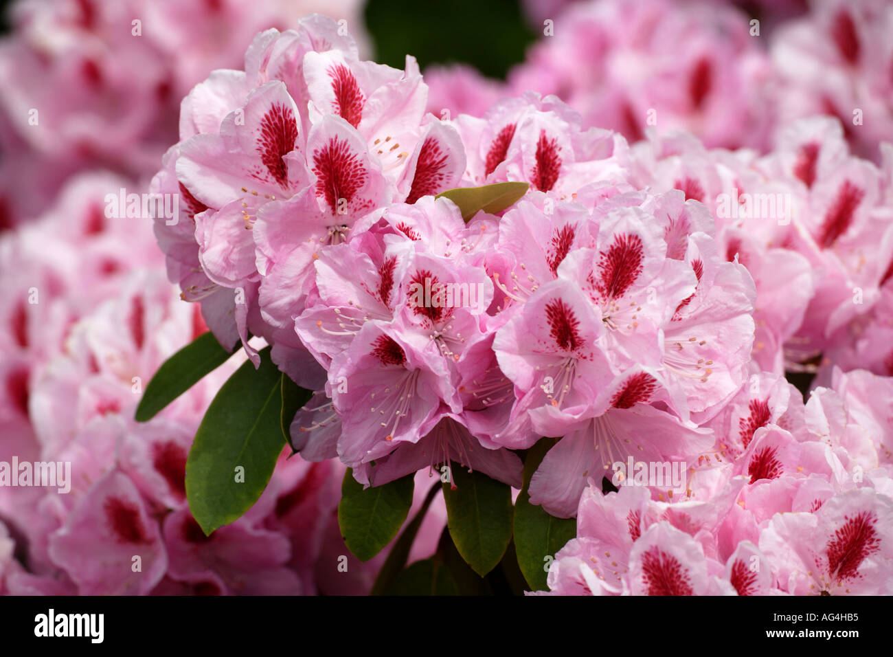 Rhododendron furnival hi-res stock photography and images - Alamy