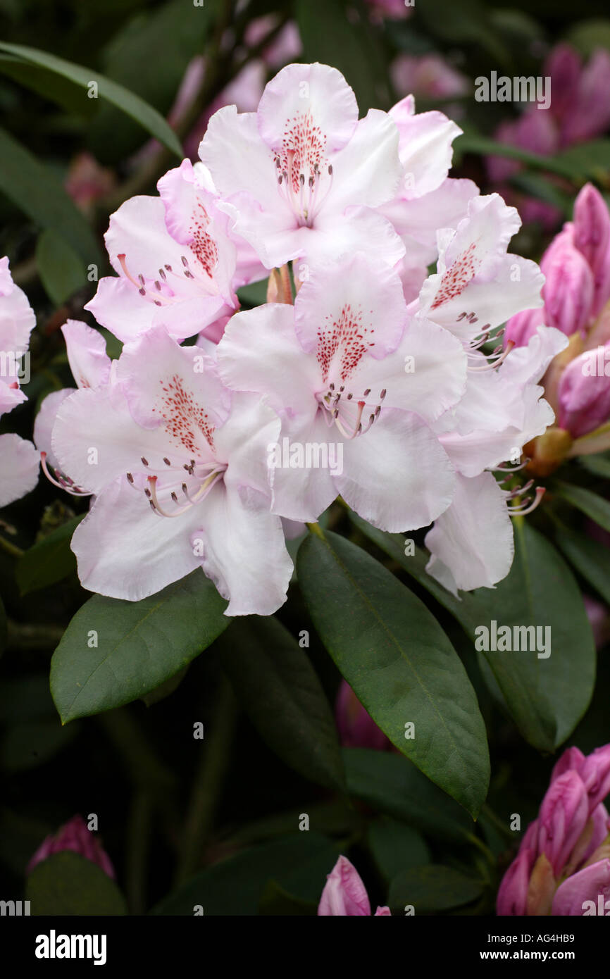 Rhododendron charles e pearson hi-res stock photography and images - Alamy