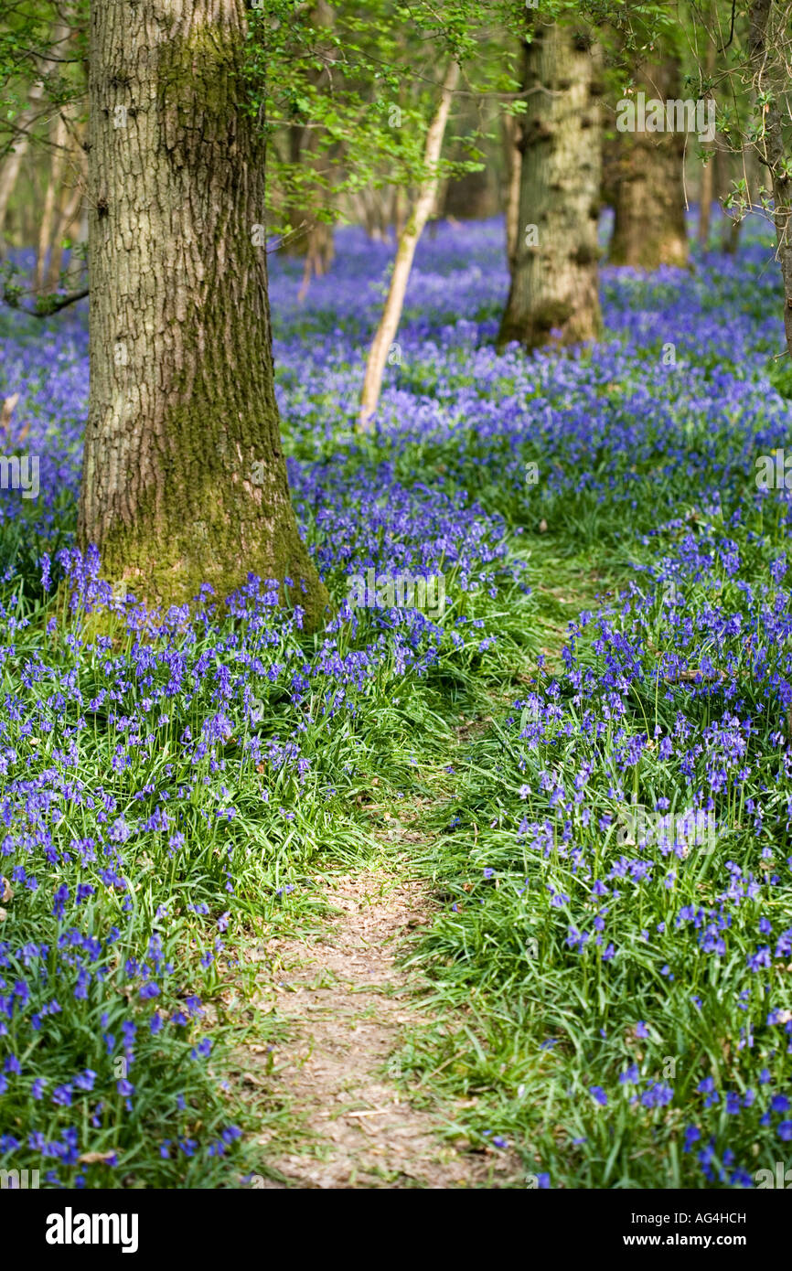 Wandering in the bluebell wood hi-res stock photography and images - Alamy