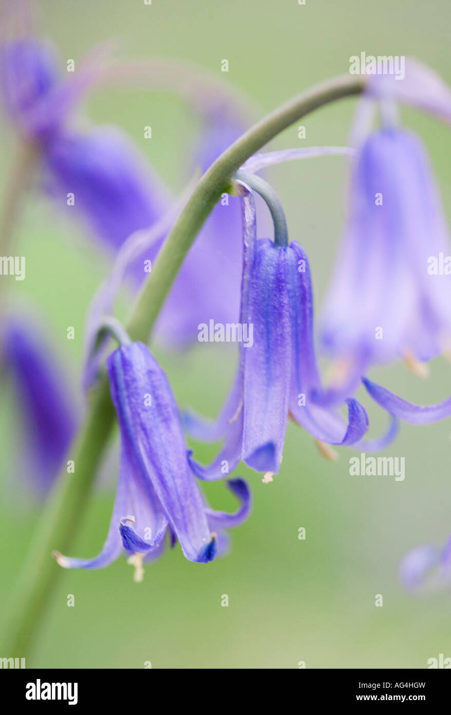 Close up shot of english bluebells in spring Stock Photo - Alamy