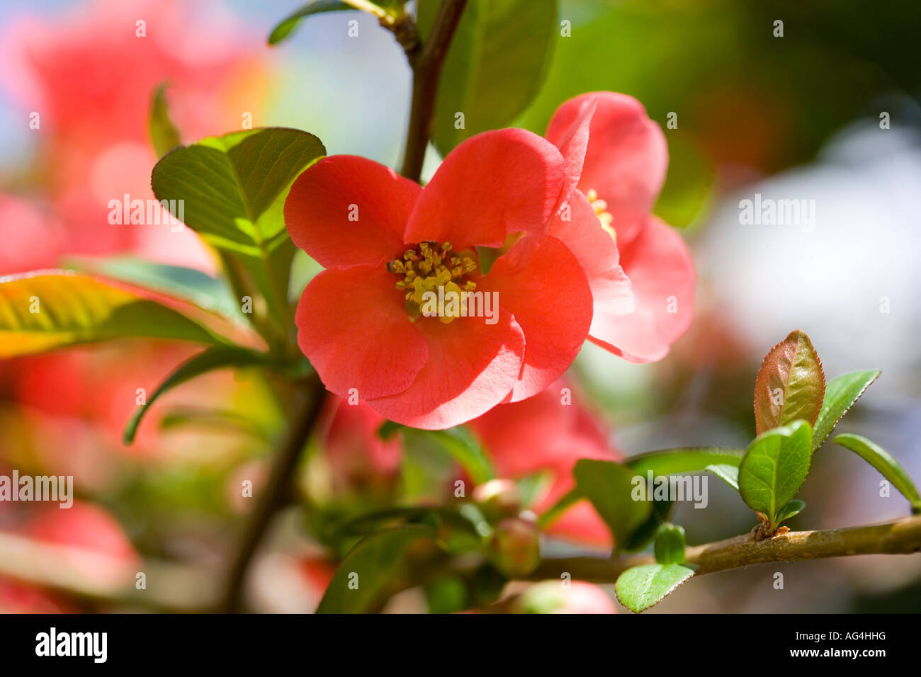 Flowering quince fruit chaenomeles hi-res stock photography and images ...