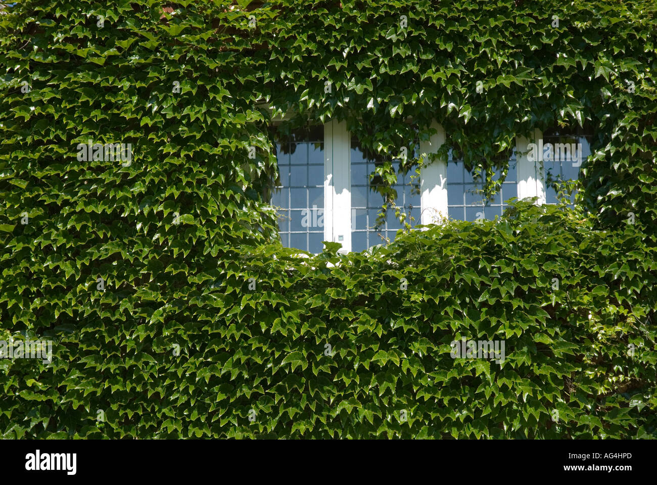 Ivy Growing Around Window High Resolution Stock Photography and Images ...