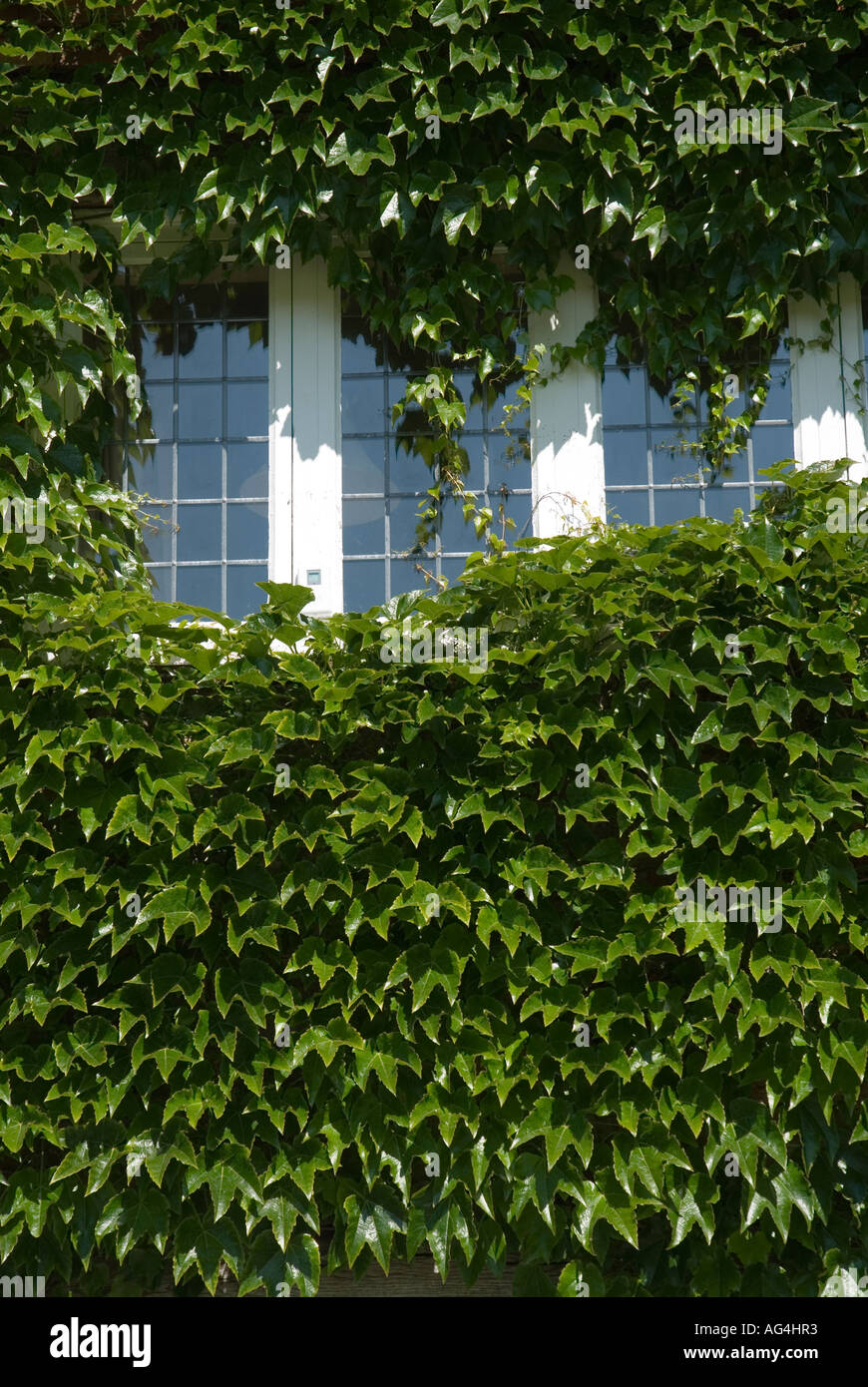 Ivy growing around window hi-res stock photography and images - Alamy