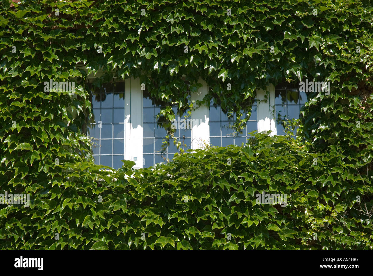 window in the middle of ivy Stock Photo - Alamy