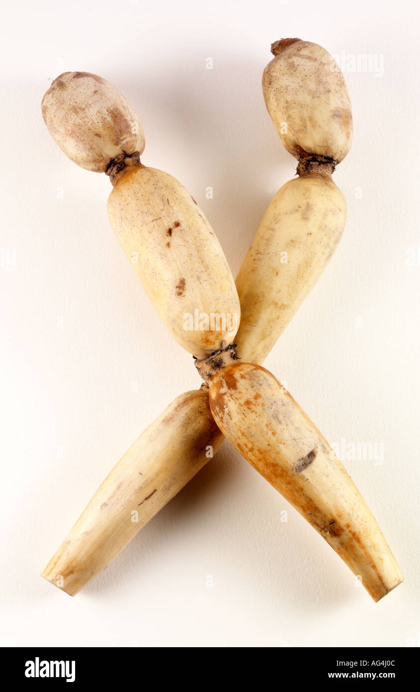 LOTUS ROOT ON WHITE Stock Photo - Alamy
