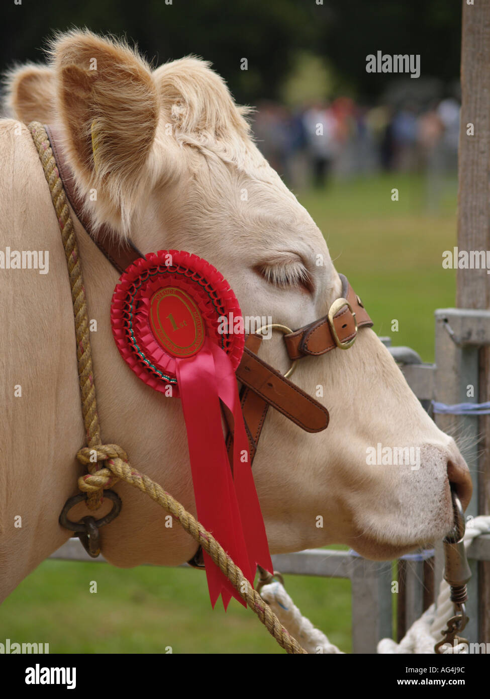 Prize cow hi-res stock photography and images - Alamy
