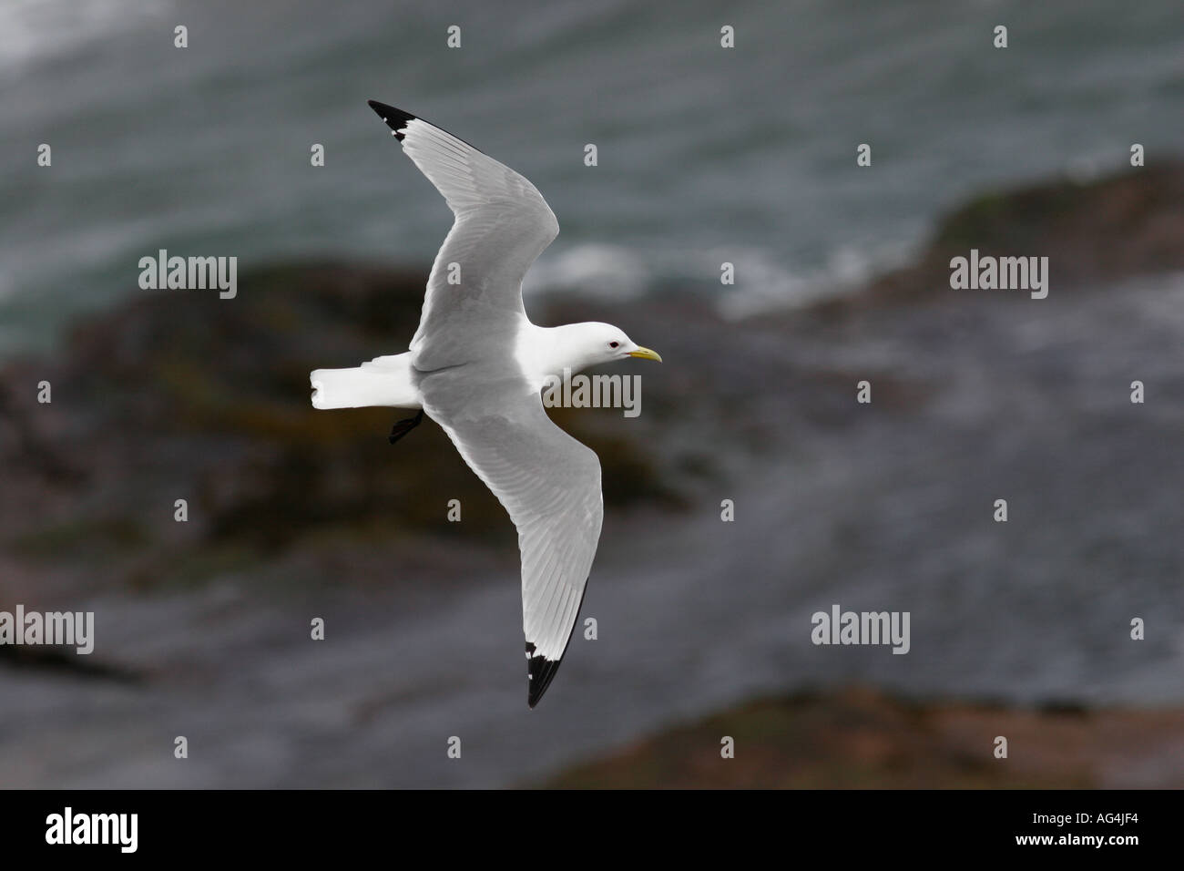 Kittiwake in flight over sea hi-res stock photography and images - Alamy