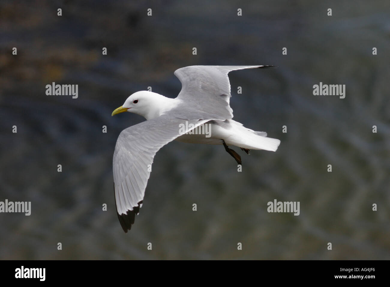 Kittiwake in flight over sea hi-res stock photography and images - Alamy