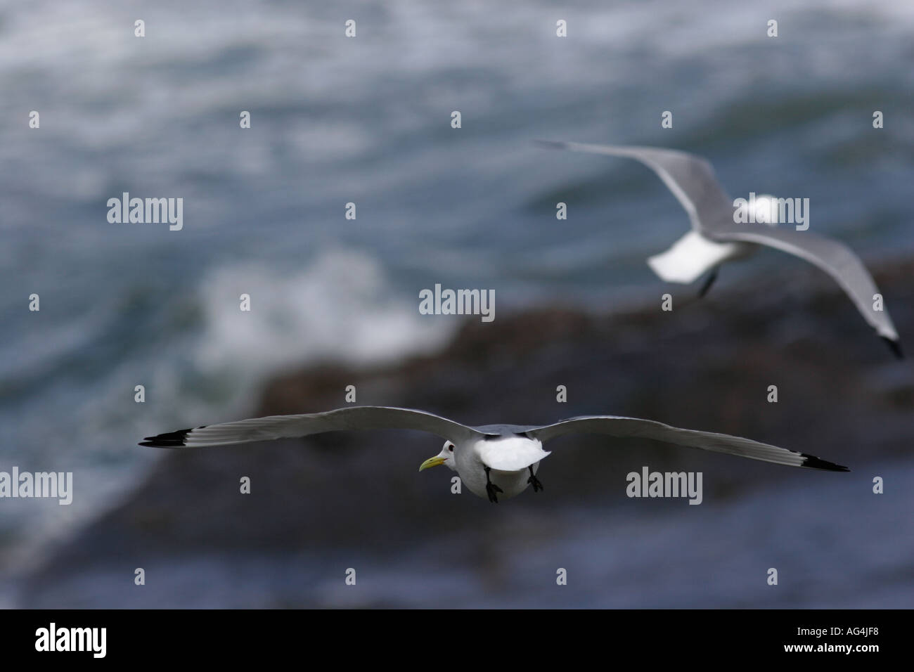 Kittiwake in flight over sea hi-res stock photography and images - Alamy