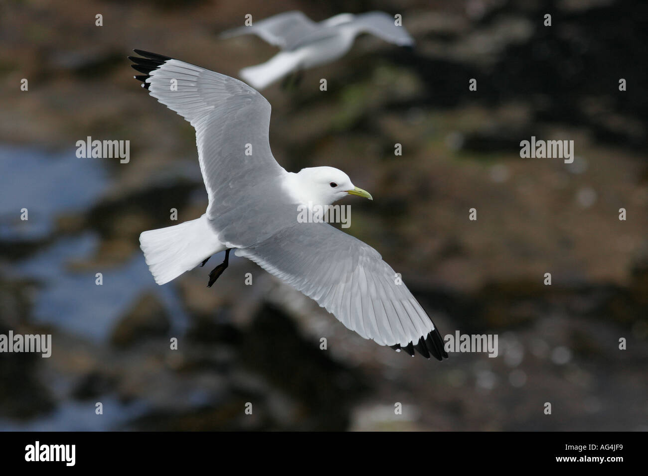 Kittiwake in flight over sea hi-res stock photography and images - Alamy