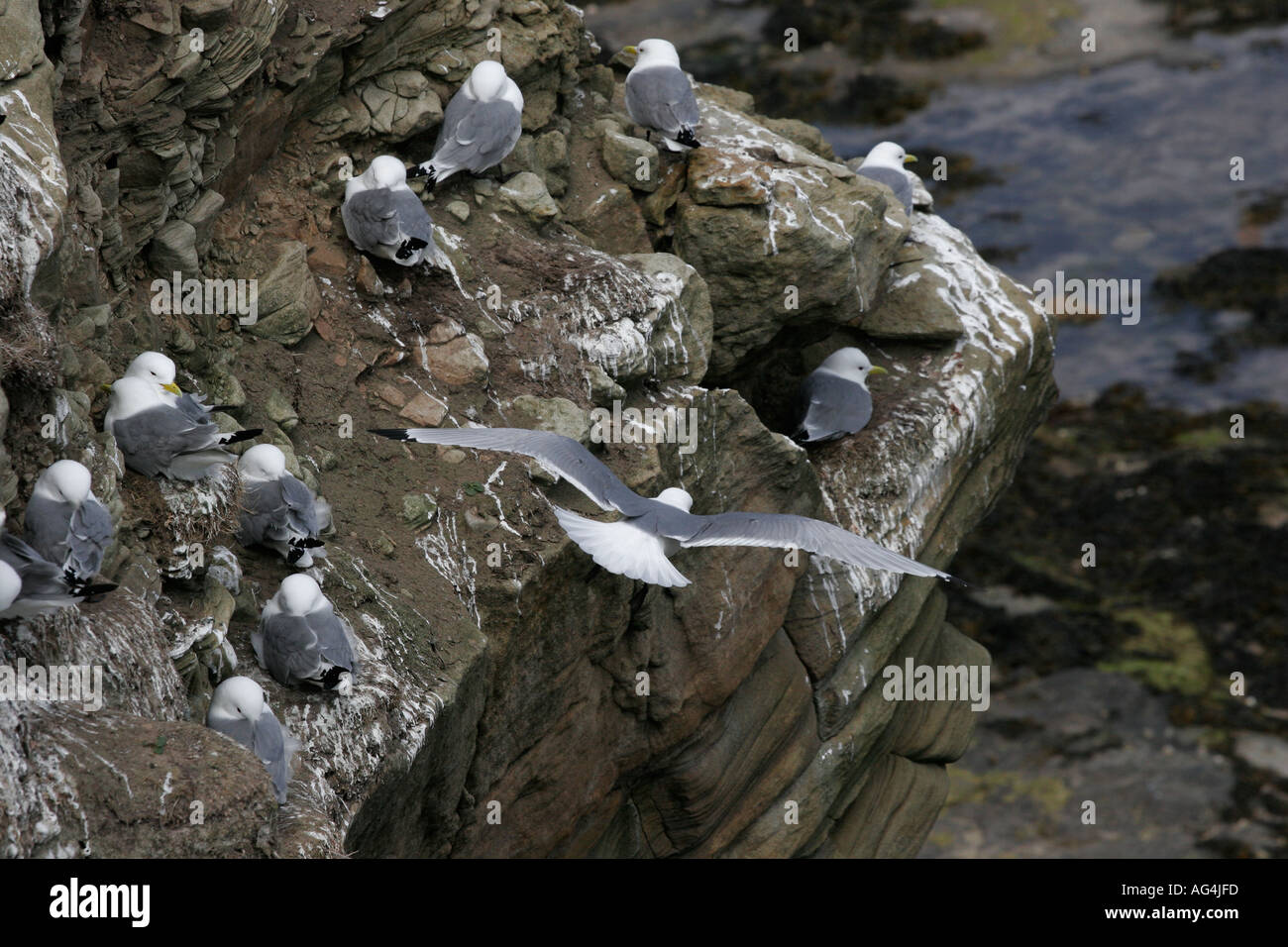 Kittiwake nesting on cliff ledge Stock Photo - Alamy