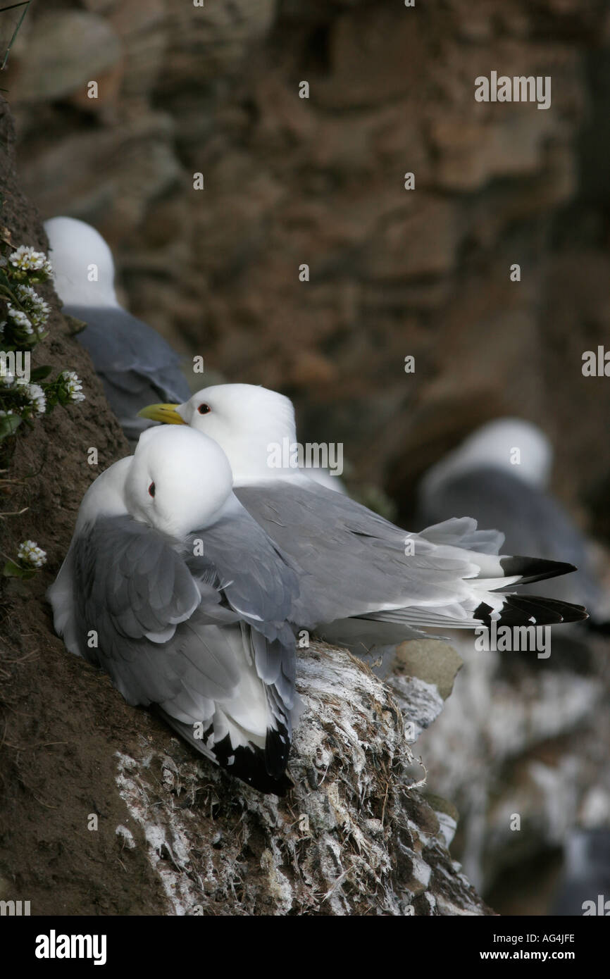 Kittiwake nesting on cliff ledge Stock Photo - Alamy