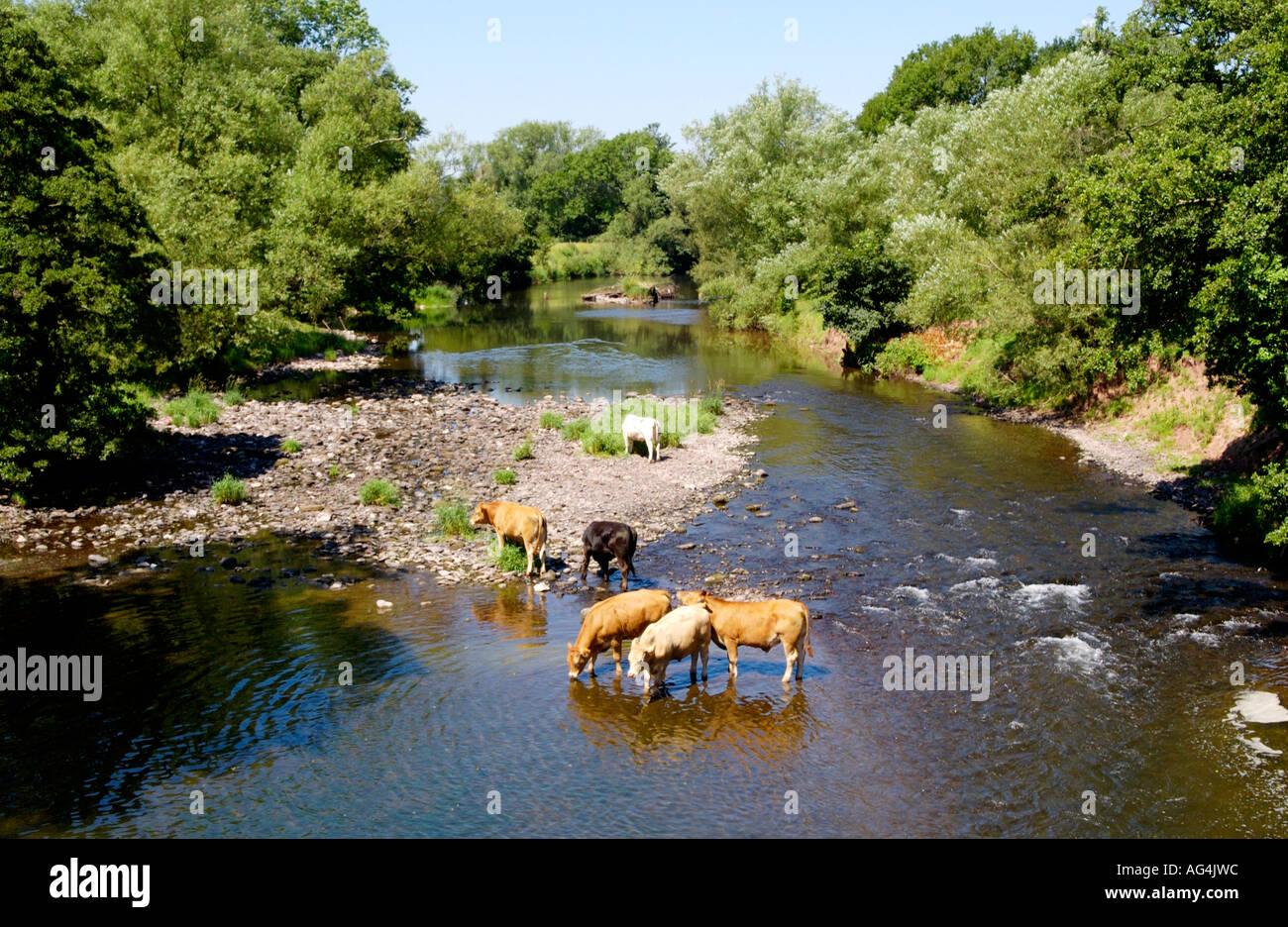 Cattle cooling off in the river at Talybont on Usk in the Brecon ...