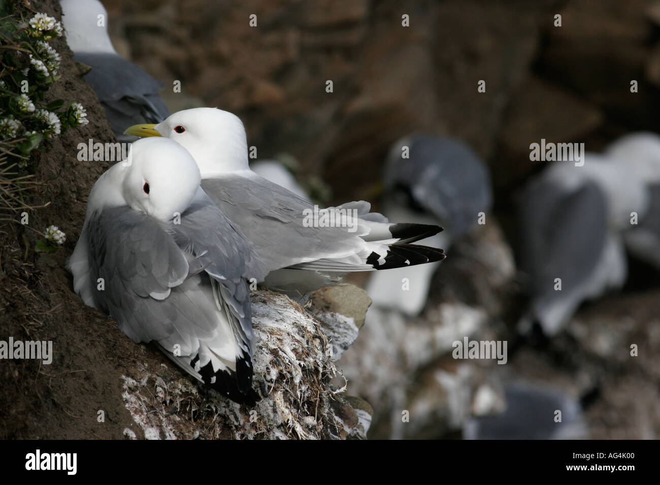Kittiwake nesting on cliff ledge Stock Photo - Alamy