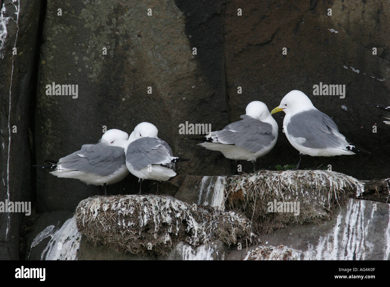 Kittiwake nesting on cliff ledge Stock Photo - Alamy