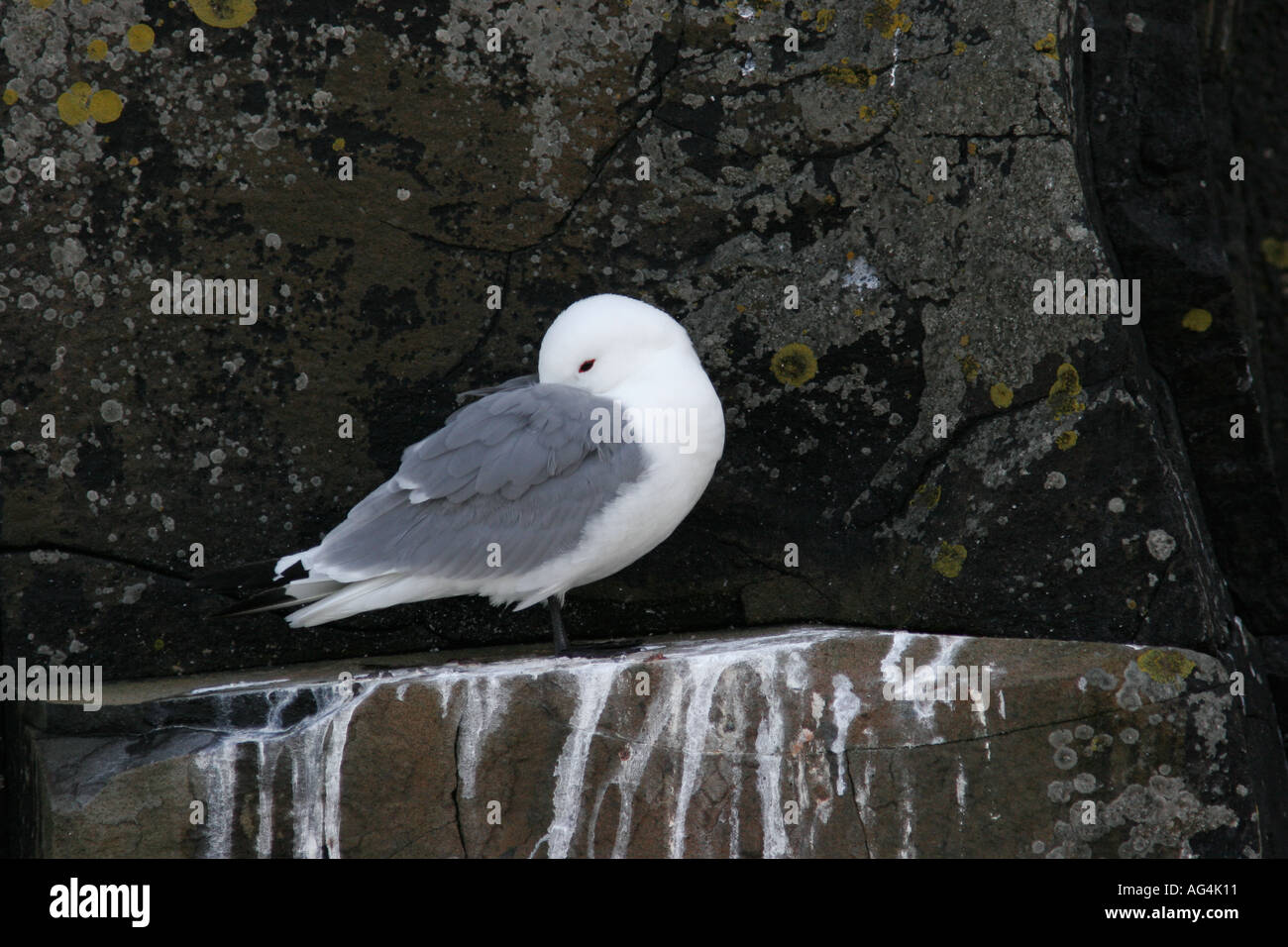 Kittiwake nesting on cliff ledge Stock Photo - Alamy