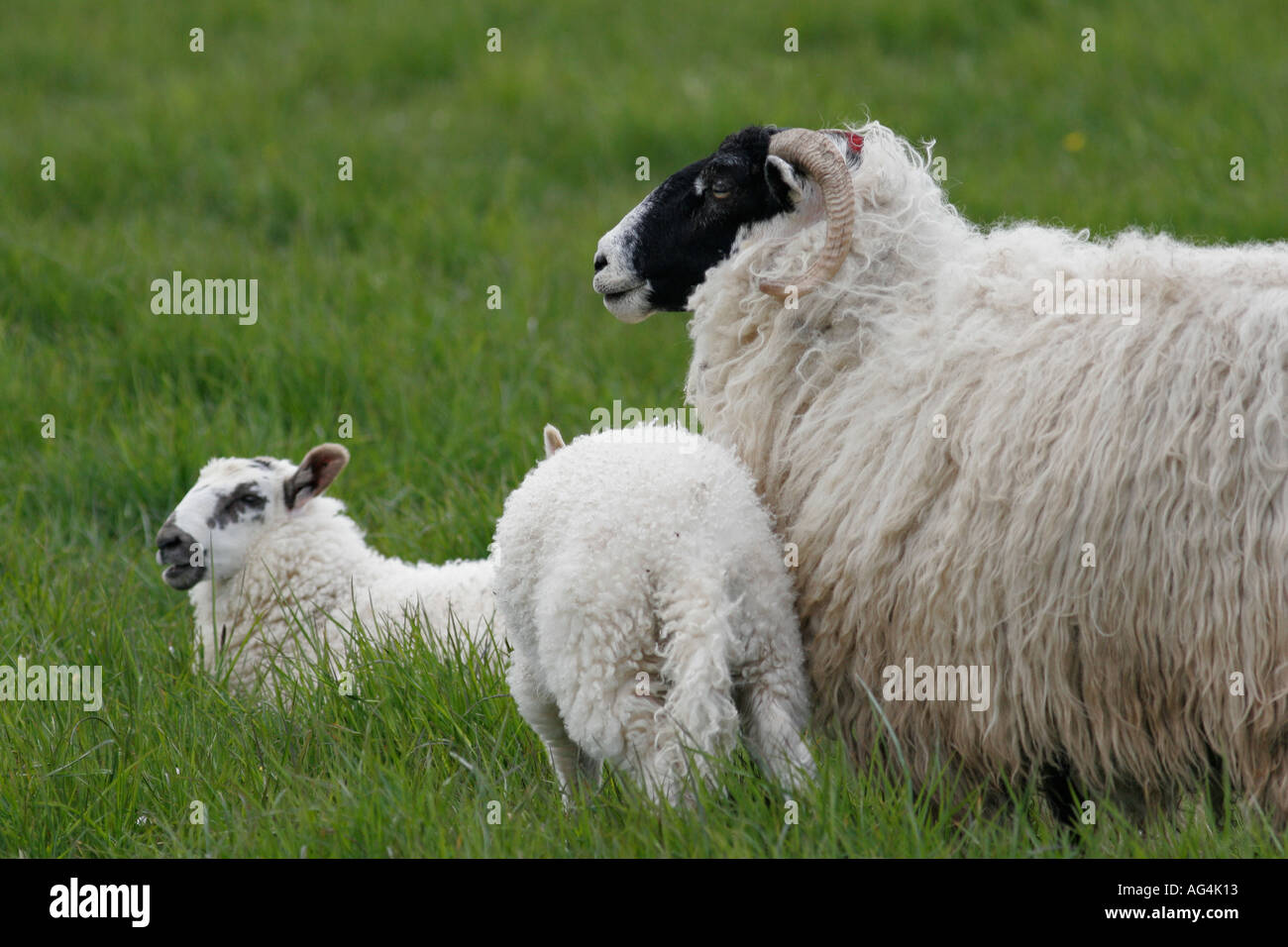 Sheep in field hi-res stock photography and images - Alamy