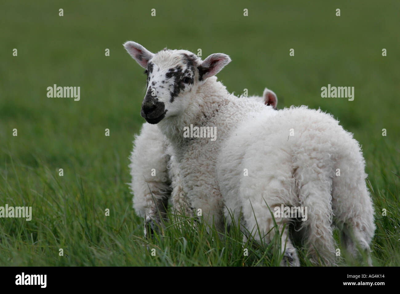 Sheep lamb in field Stock Photo - Alamy