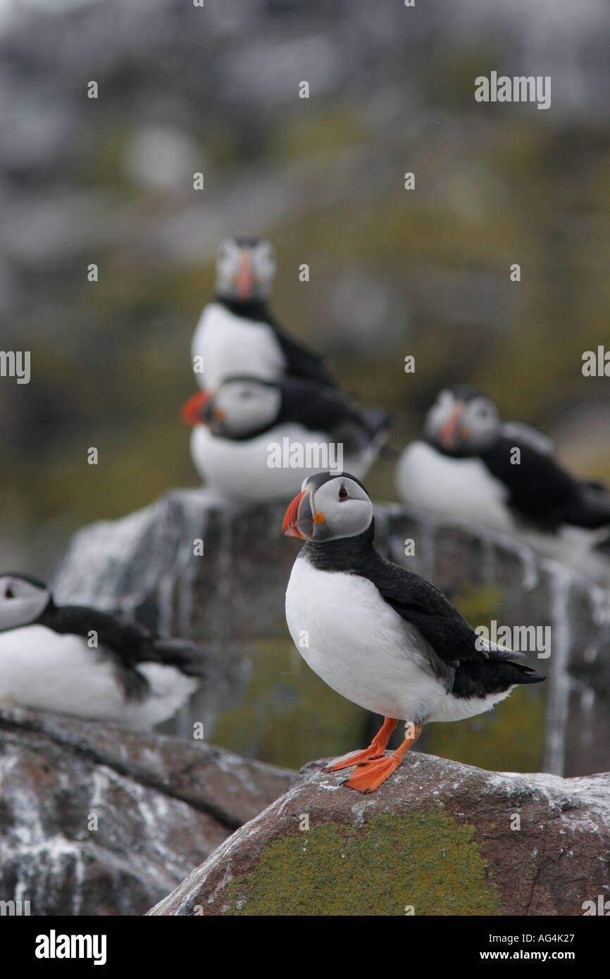 Puffin on the Farne Islands Stock Photo - Alamy