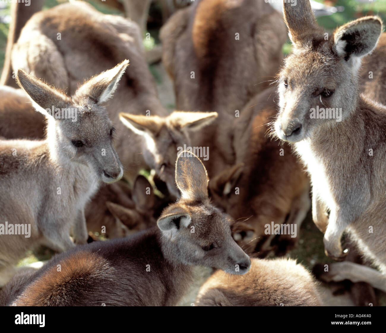 Kangaroos and wallabies hi-res stock photography and images - Alamy