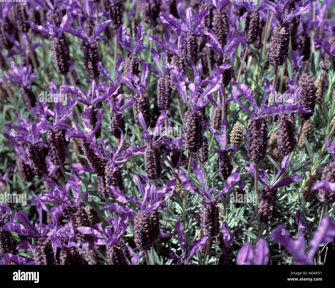 Lavender farming australia hi-res stock photography and images - Alamy