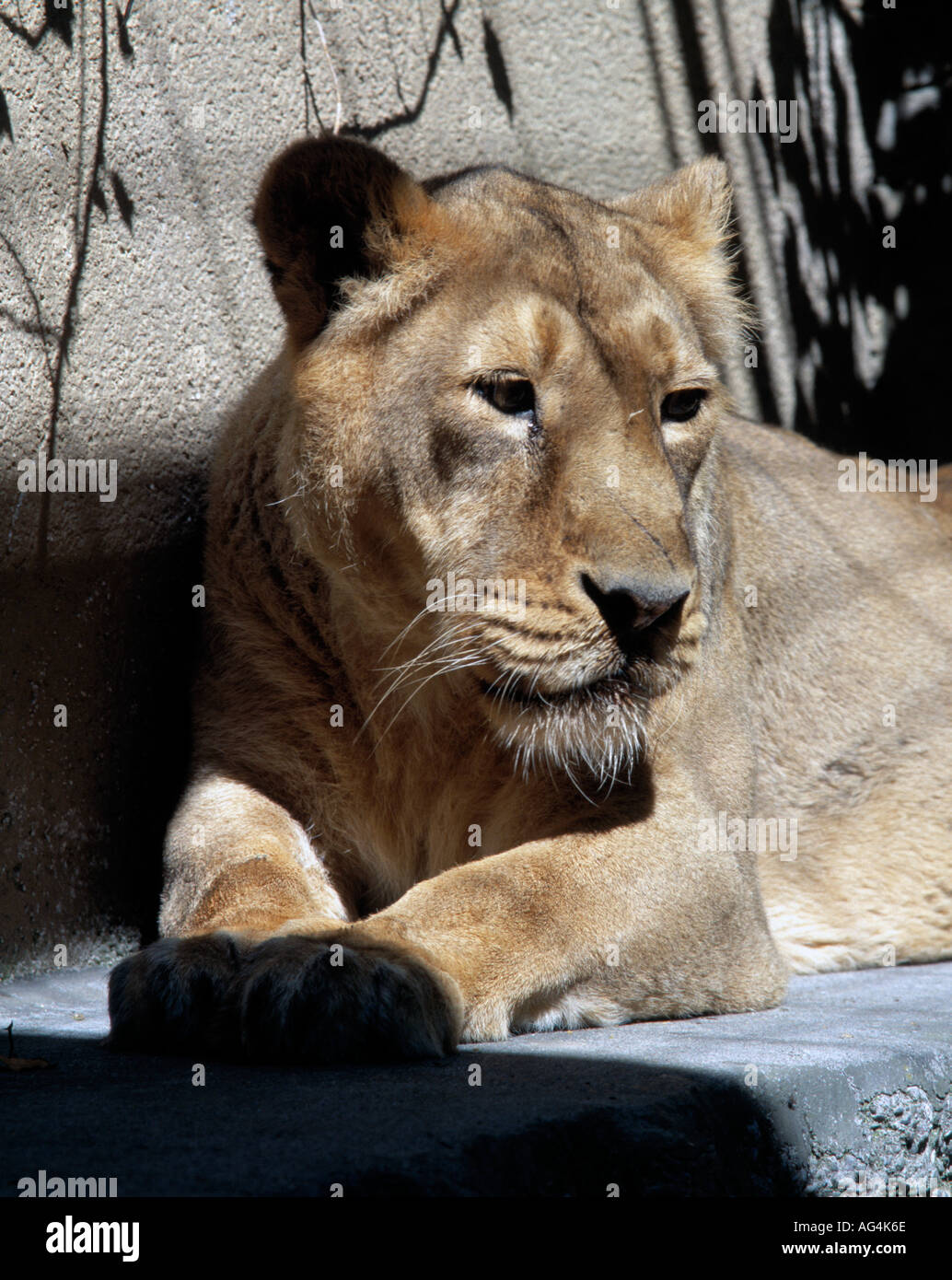 Tired old Lion resting sitting in the sunshine Stock Photo - Alamy