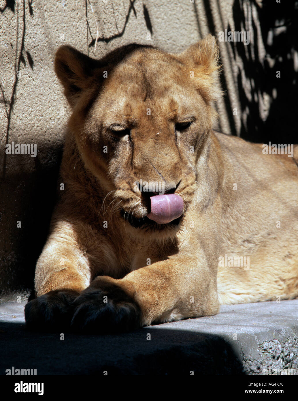 Tired old Lion resting sitting in the sunshine Stock Photo - Alamy