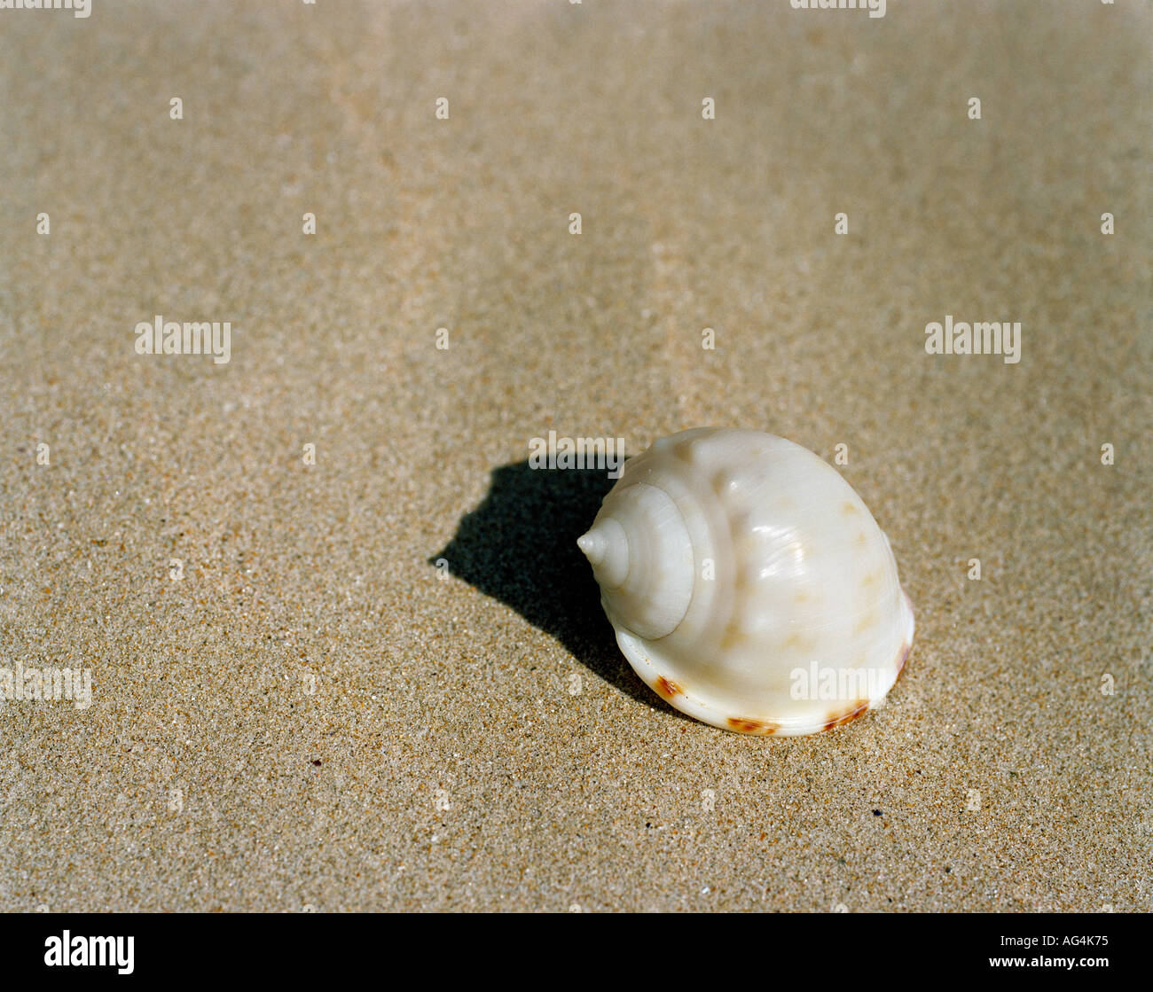 Closeup of a shell lying in the sand Stock Photo - Alamy